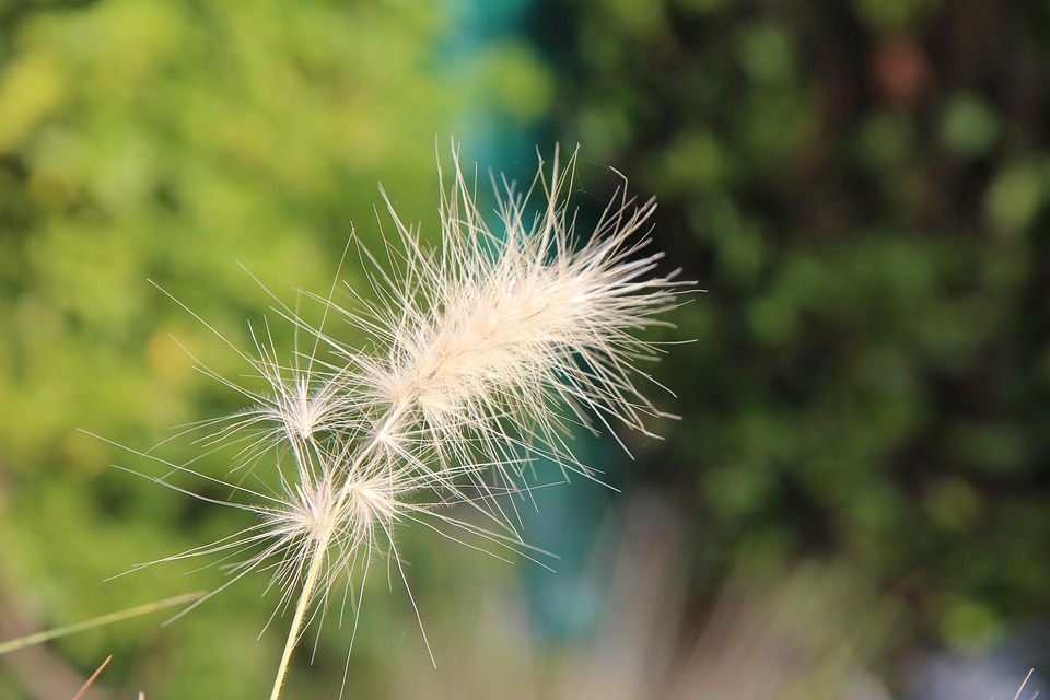 Botanical Garden Plants - Free photo on Pixabay - Pixabay
