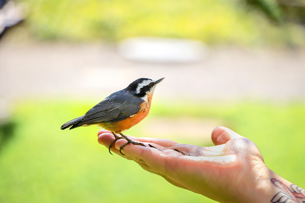 Bird Ornithology Sitelle - Free photo on Pixabay - Pixabay