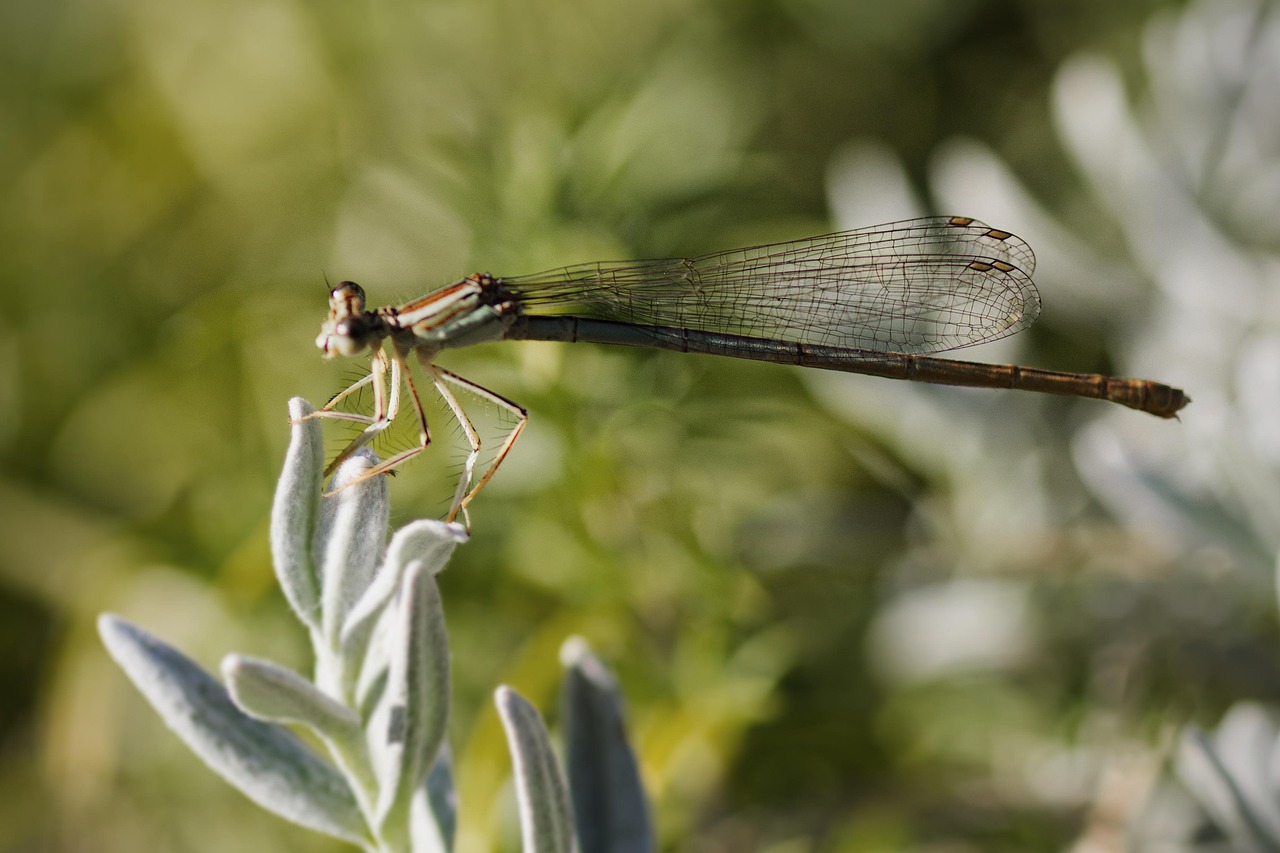 Libelle Insekt Makro - Kostenloses Foto auf Pixabay - Pixabay