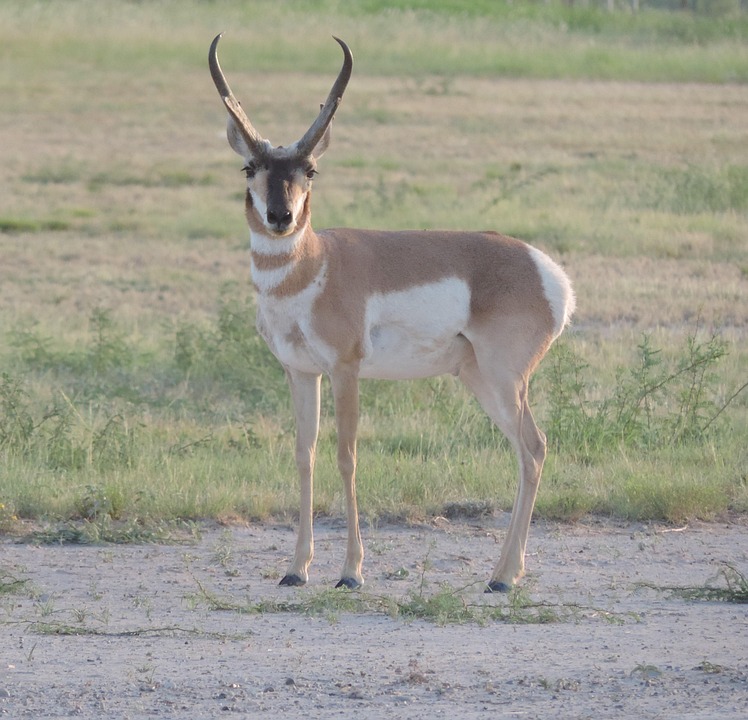 Pronghorn Antelope Wildlife Horns - Free photo on Pixabay
