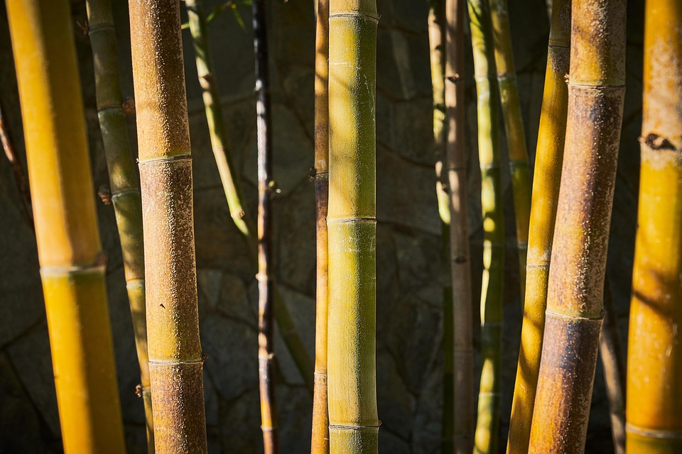 Bamboo Forest Plant - Free photo on Pixabay