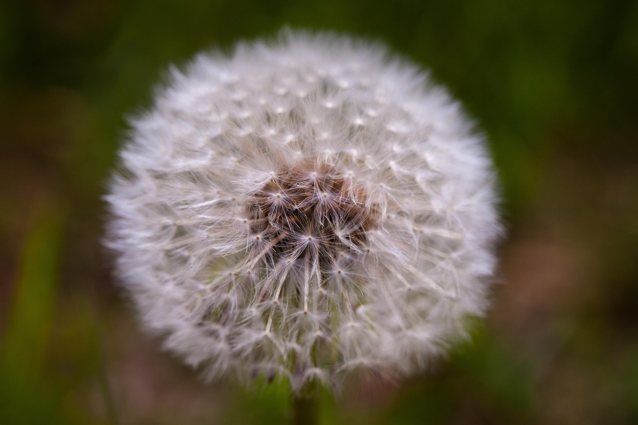 Flower Dandelion Nature - Free photo on Pixabay - Pixabay