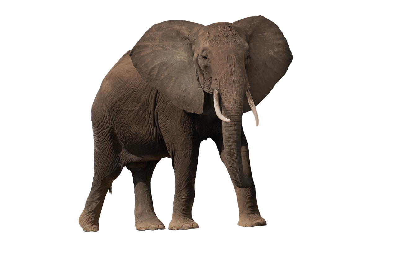 Slon Kly Pachyderm - Obrázok zdarma na Pixabay - Pixabay
