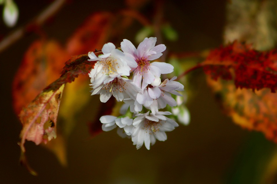Winter Cherry Snow Prunus - Free photo on Pixabay