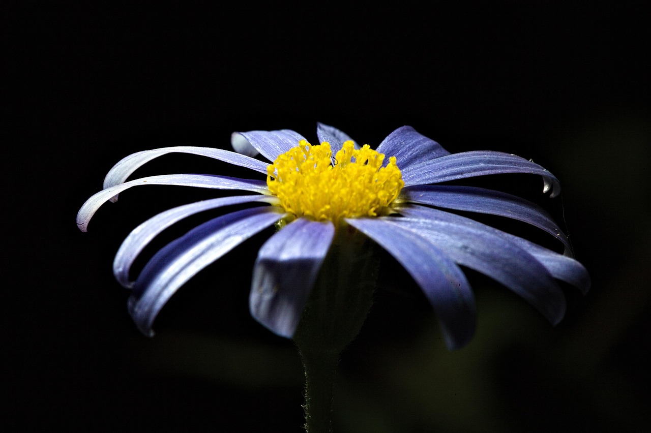 Flower Bloom Botany - Free photo on Pixabay - Pixabay