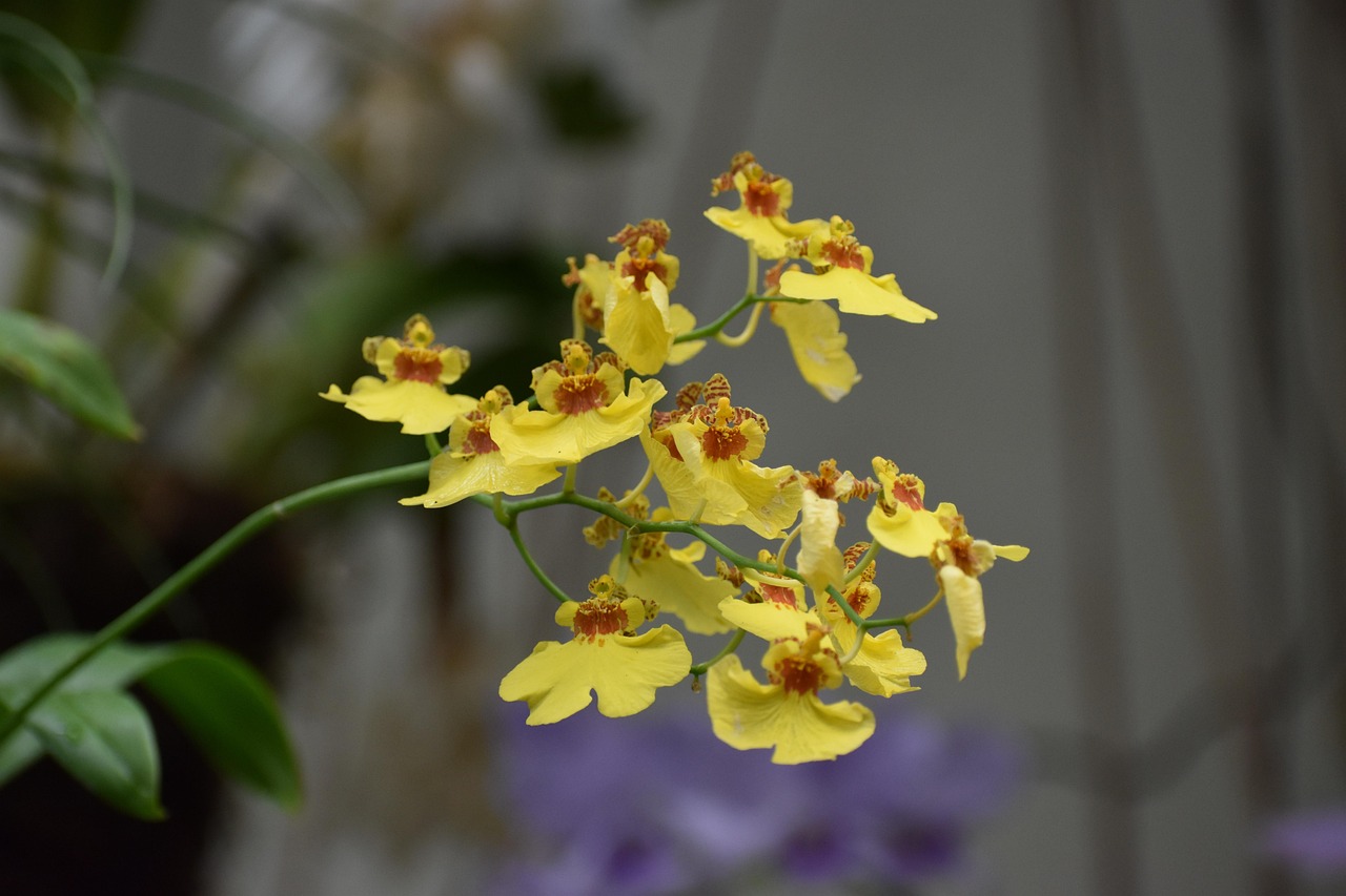 Orchidee Blüht Rispe - Kostenloses Foto auf Pixabay - Pixabay