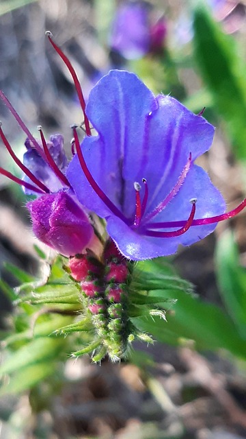 Viper Bugloss Flower Plant - Free photo on Pixabay - Pixabay