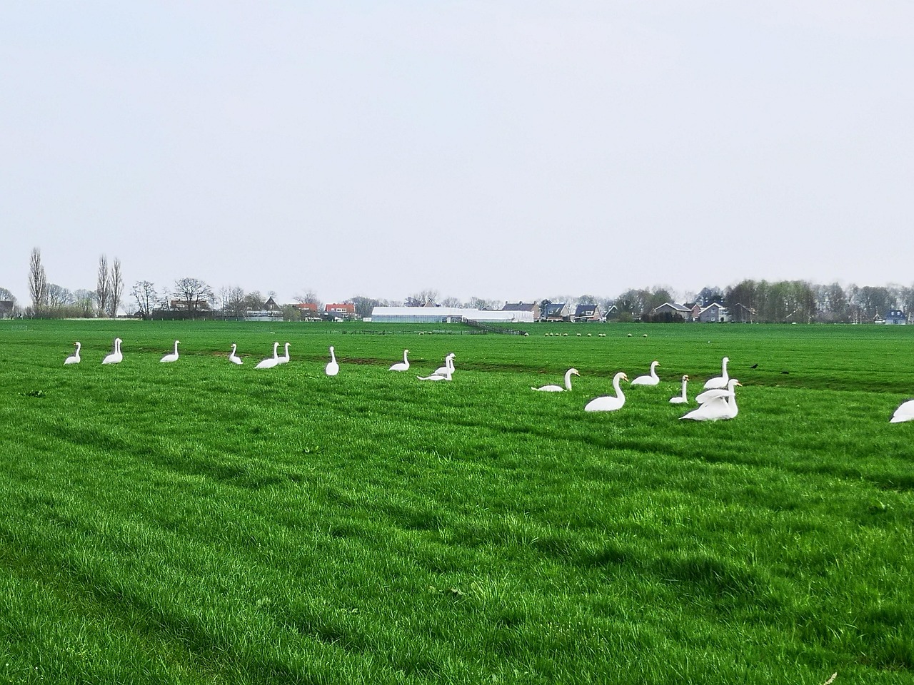 Landschaft Schwäne Polder - Kostenloses Foto auf Pixabay - Pixabay