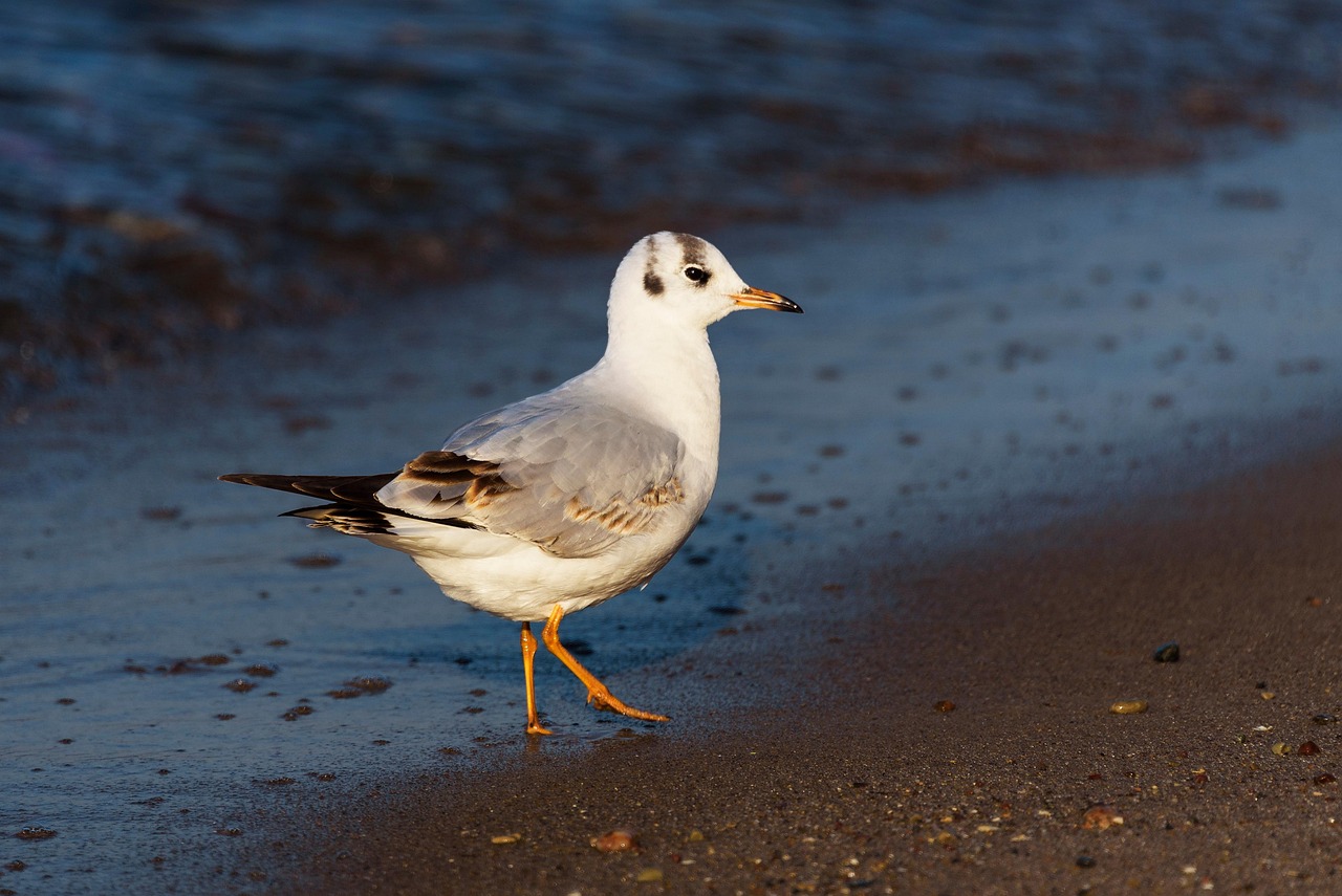 Bird Seagull Ornithology - Free photo on Pixabay - Pixabay