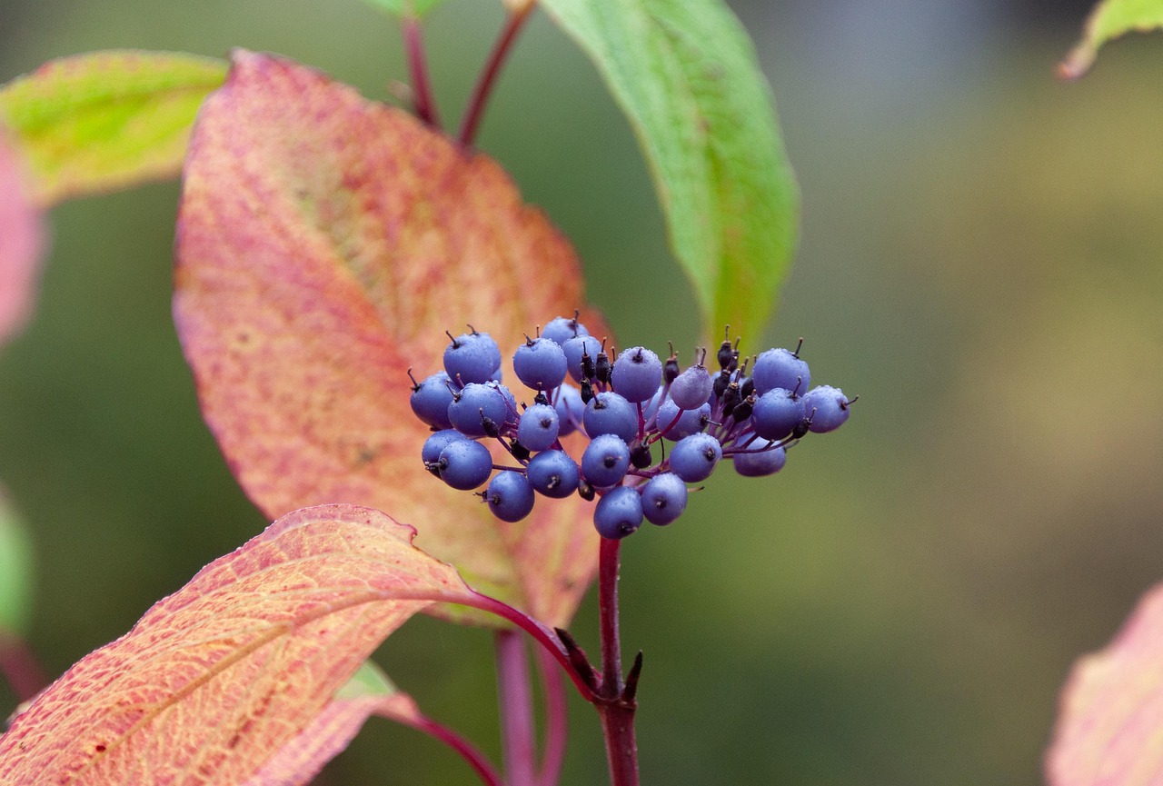 Berry Shrub Plant - Free photo on Pixabay - Pixabay