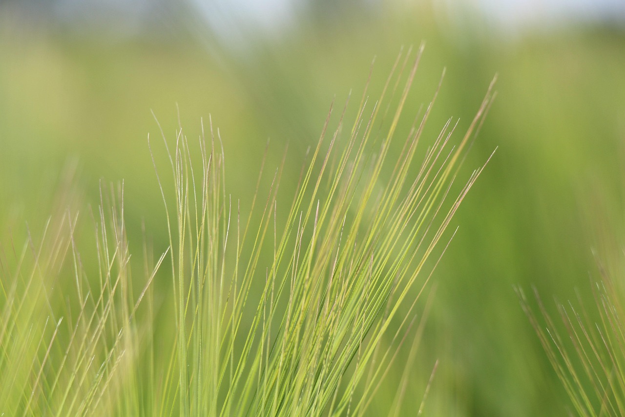 Gazon Prairie Nature - Photo gratuite sur Pixabay - Pixabay