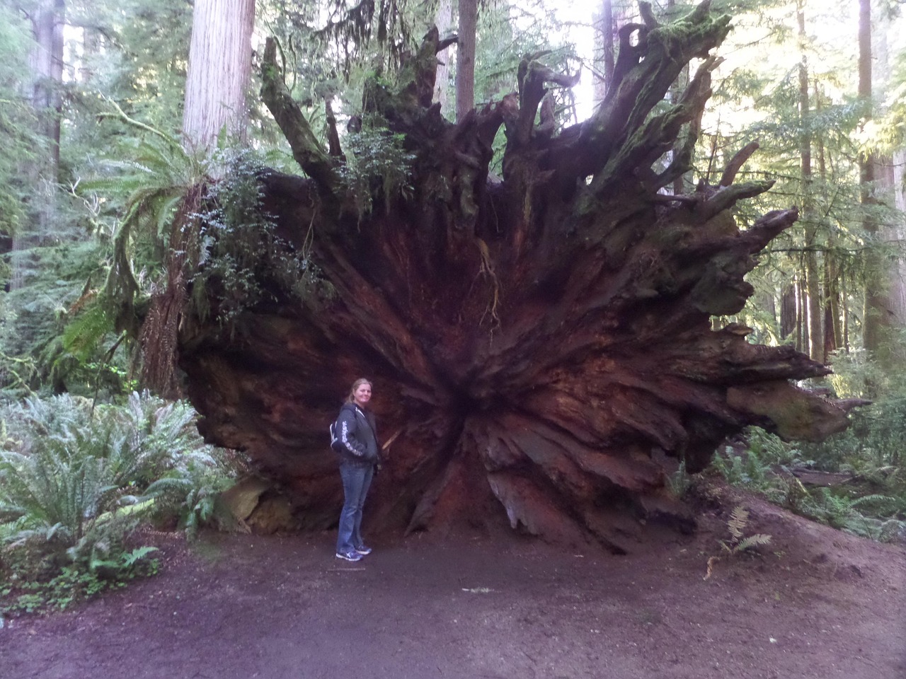 Redwood Root - Free photo on Pixabay - Pixabay