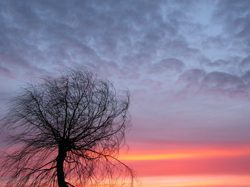 Winter Heaven Weeping Willow - Free photo on Pixabay - Pixabay