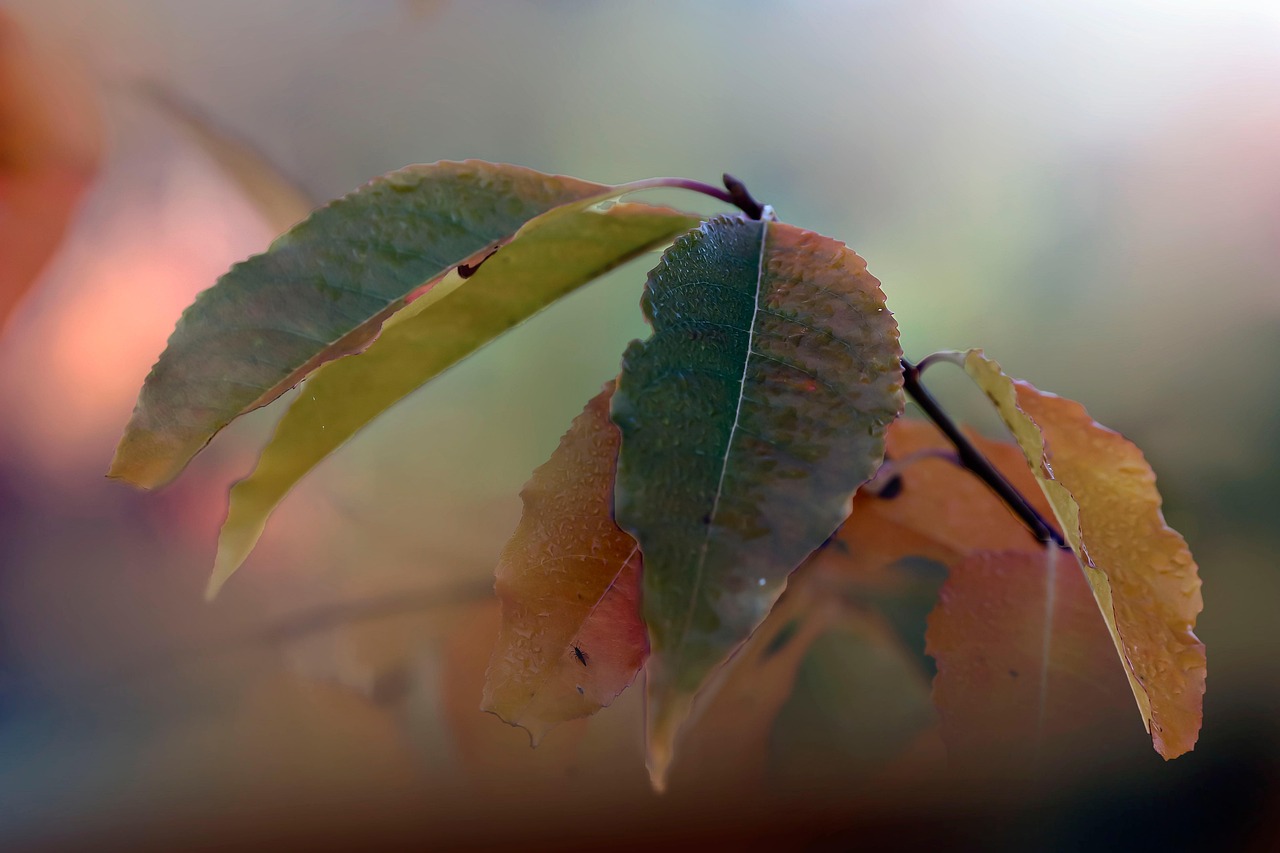 Feuilles Automne Nature - Photo gratuite sur Pixabay - Pixabay