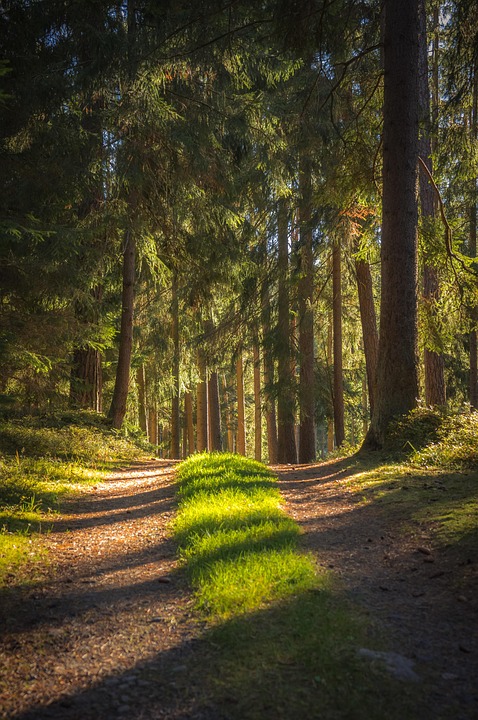 Path Forest Nature - Free photo on Pixabay