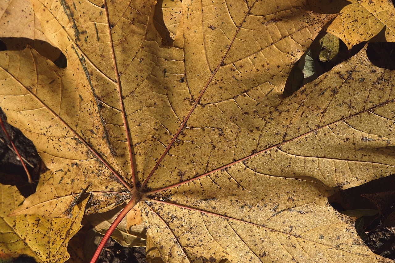 Maple Leaf Autumn Fall - Free photo on Pixabay - Pixabay