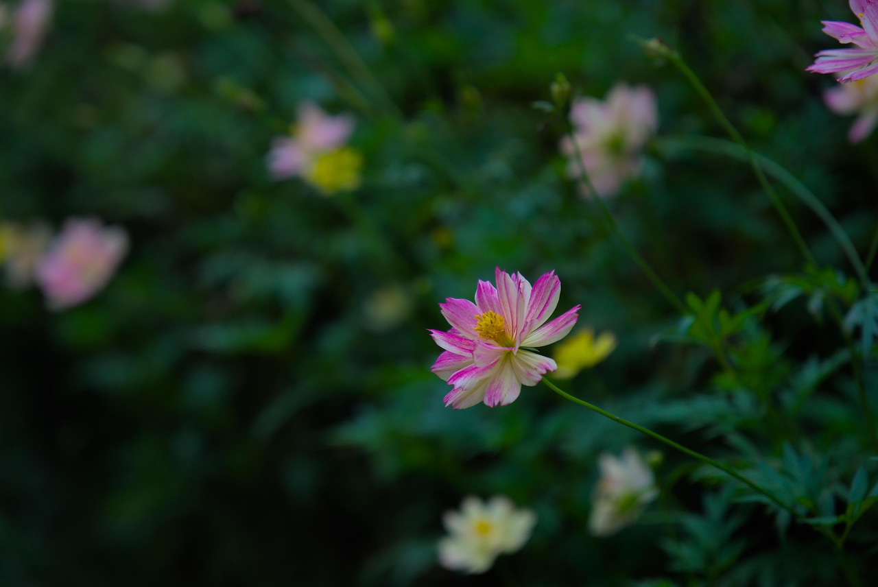 Bunga Bloom Mekar - Foto gratis di Pixabay - Pixabay
