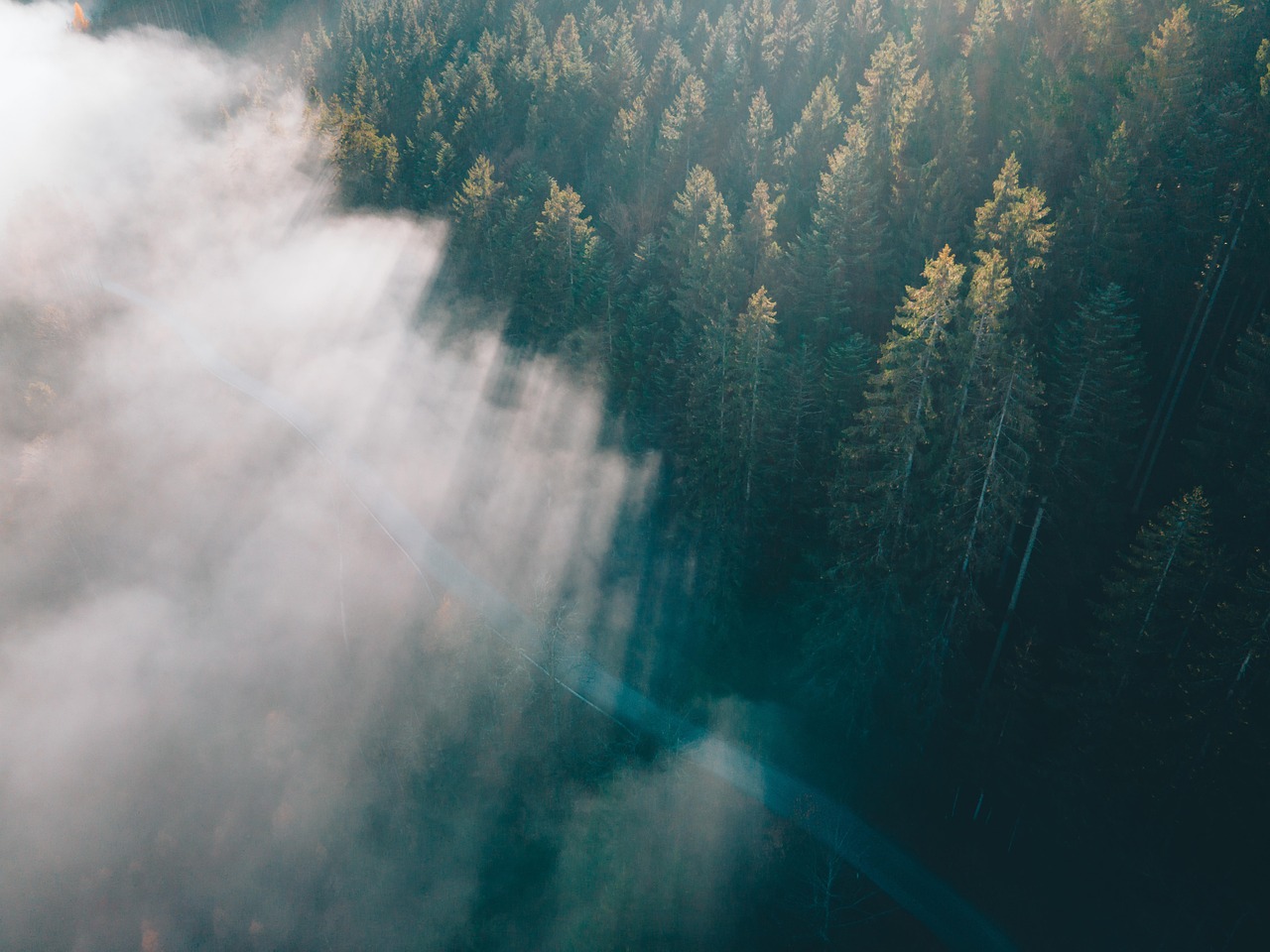 Des Arbres Nature Forêt - Photo gratuite sur Pixabay - Pixabay