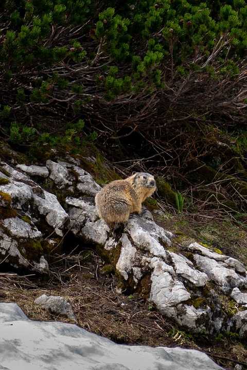 Animal Marmot Mammal - Free photo on Pixabay - Pixabay