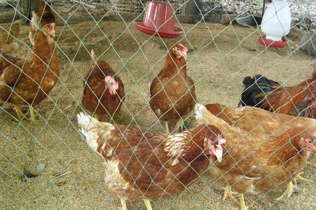 Chicken Farm Rooster Egg - Free photo on Pixabay - Pixabay