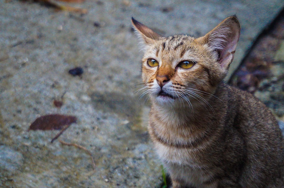Animal Gato Felino - Foto gratis en Pixabay - Pixabay