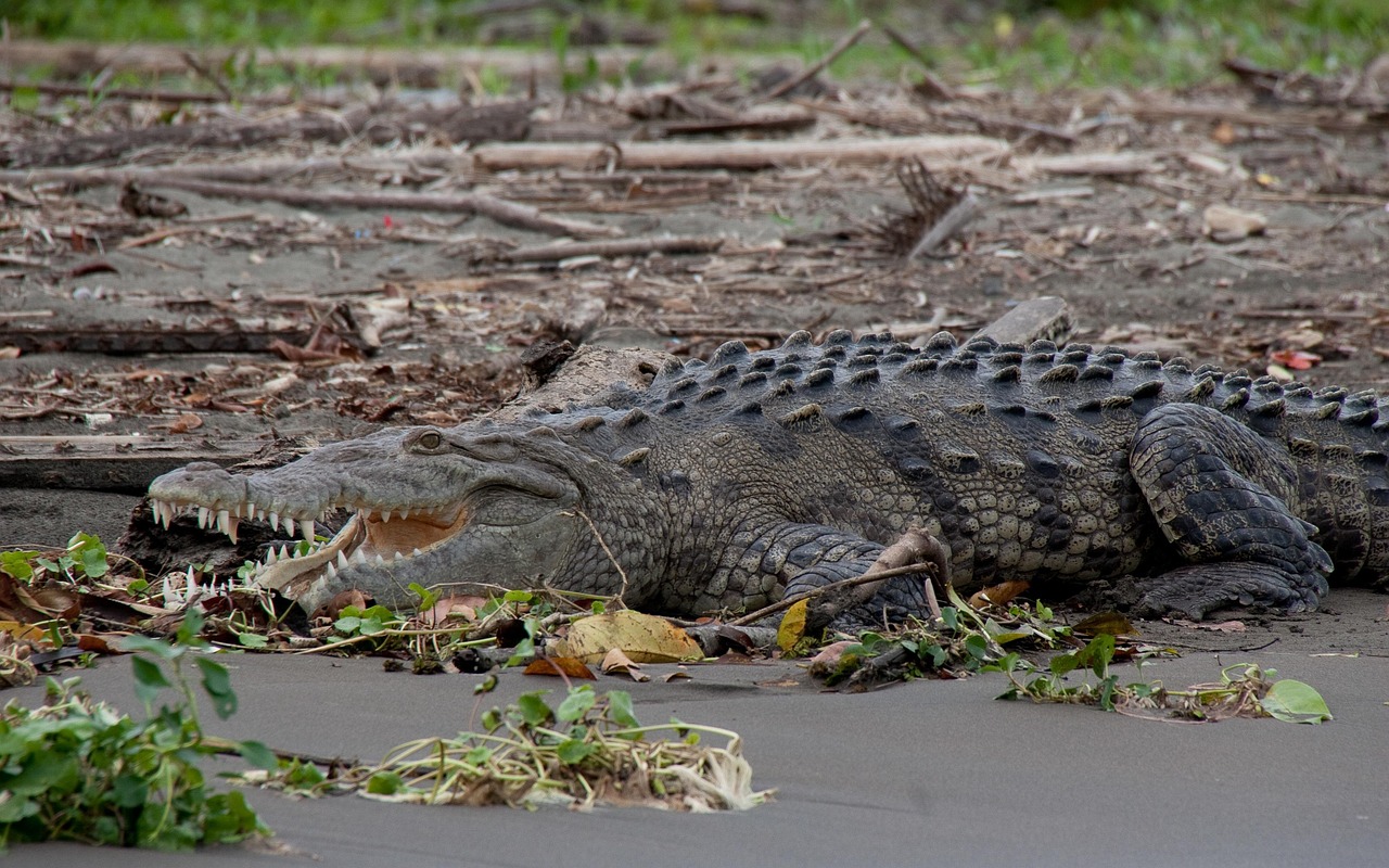 Reptil Buaya Jenis - Foto gratis di Pixabay - Pixabay