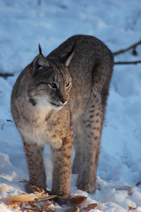 Animal Lynx Mammal - Free photo on Pixabay
