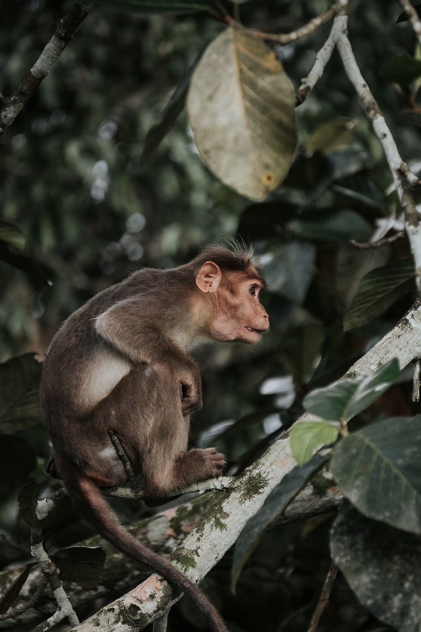 Monkey Animal Branch - Free photo on Pixabay - Pixabay