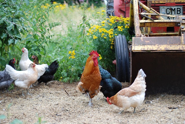 Chickens Birds Poultry - Free photo on Pixabay - Pixabay