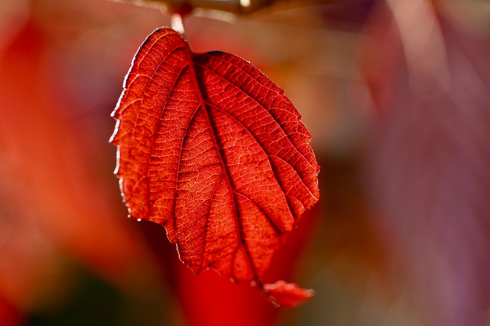 Leaf Autumn Color Red - Free photo on Pixabay - Pixabay