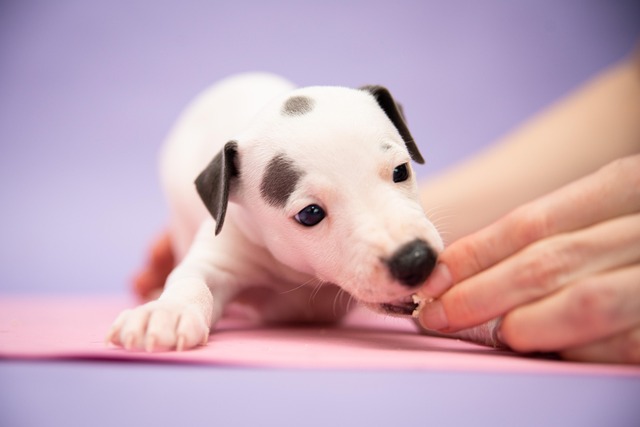 Dog Puppy Pet - Free photo on Pixabay