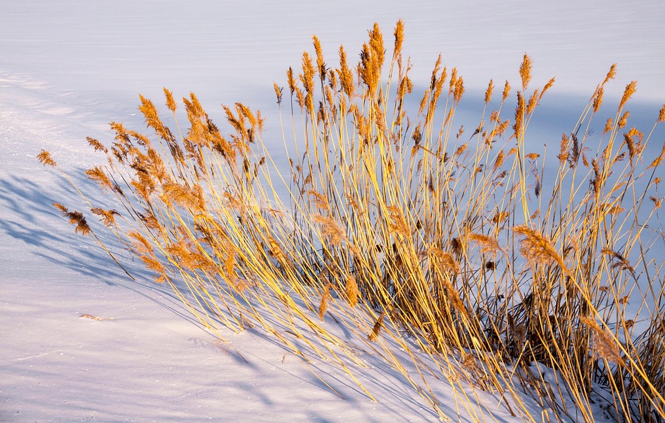 Reeds Snow Dry - Free photo on Pixabay - Pixabay