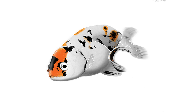 Download Fish, Marine, Ranchu. Royalty-Free Stock Illustration Image ...
