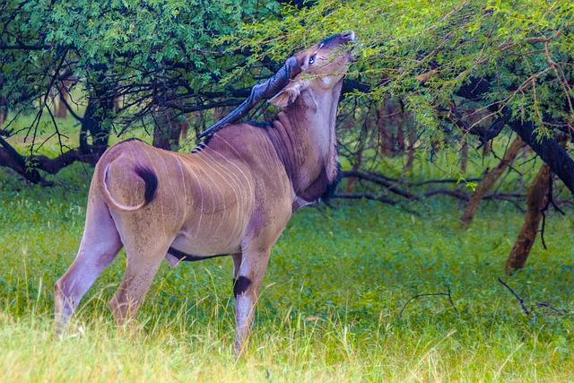 Bongo Animal Africa - Free photo on Pixabay