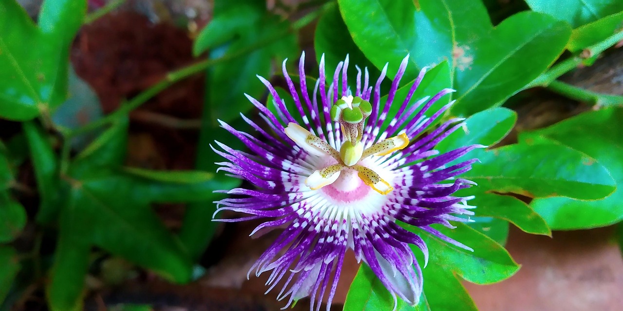Krishnakamal Ungu Bunga - Foto gratis di Pixabay - Pixabay