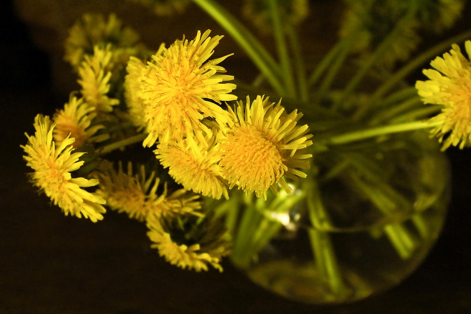 Flowers Dandelions Vase Yellow - Free photo on Pixabay - Pixabay