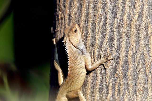 Reptil Kadal Jenis - Foto gratis di Pixabay - Pixabay
