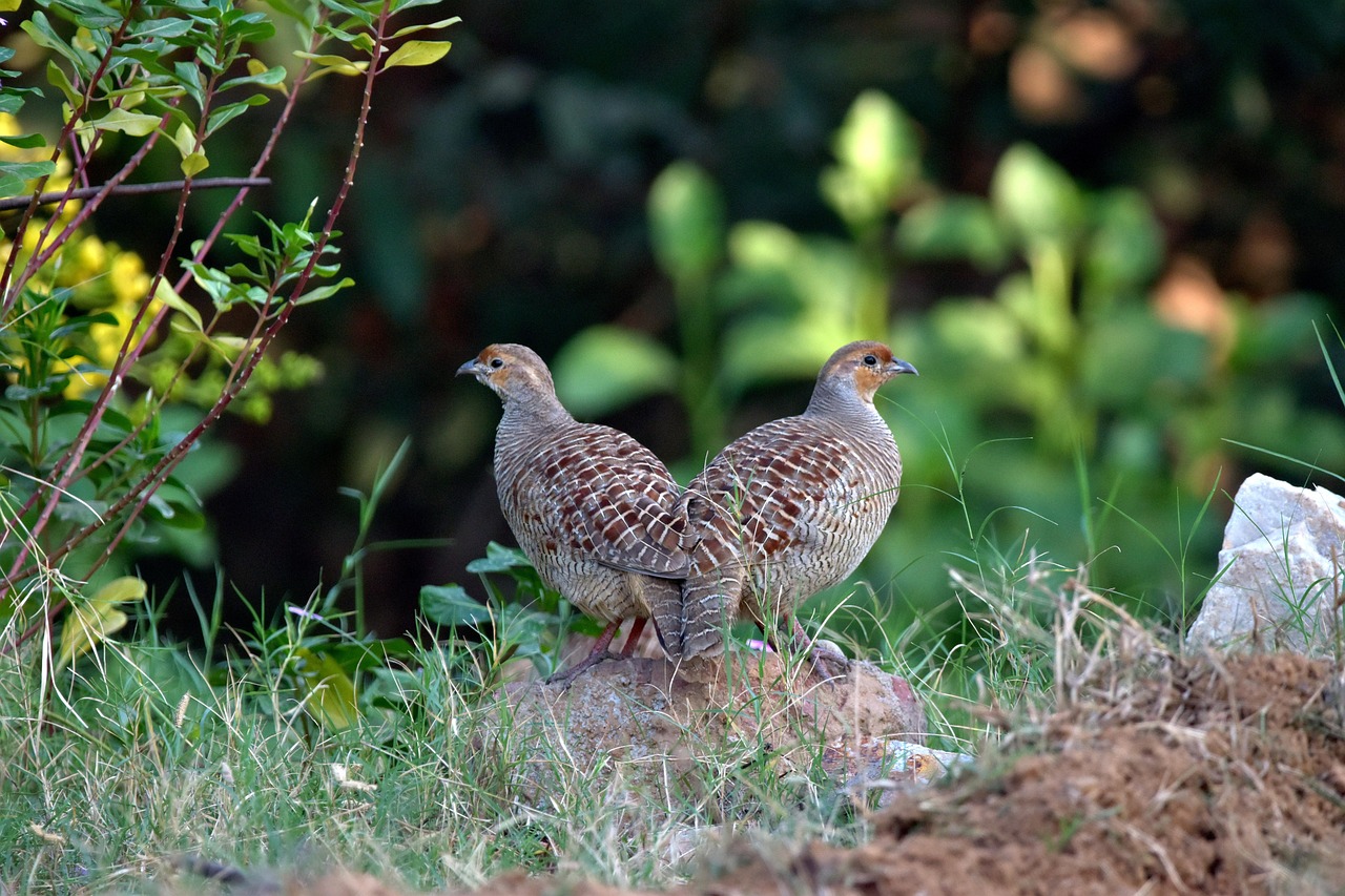 10+ Free Francolin & Nature Images - Pixabay