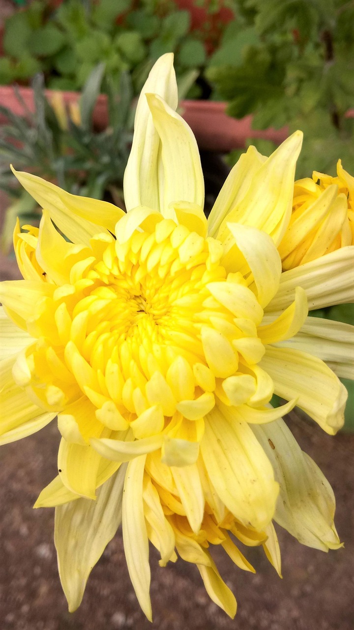 Flower Yellow Petals - Free photo on Pixabay - Pixabay