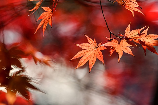 100,000+ Free Autumn Leaf Illust & Autumn Images - Pixabay