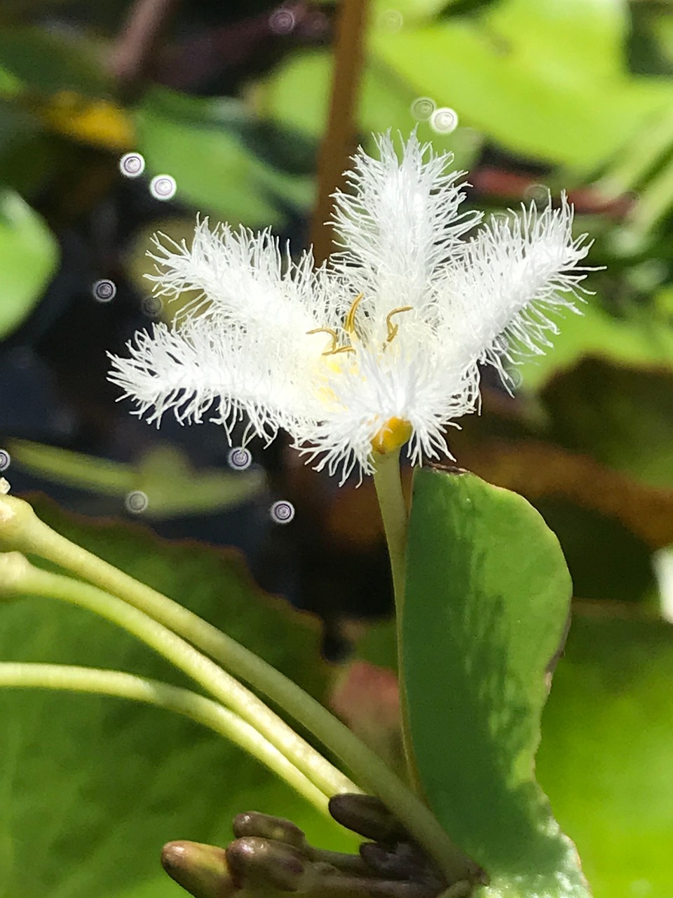 Lotus À Une Feuille Plante - Photo gratuite sur Pixabay - Pixabay