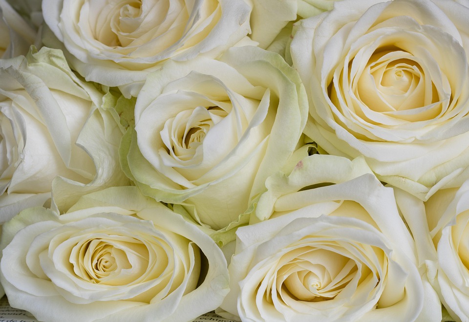 Des Roses Fleurs Blanches - Photo gratuite sur Pixabay - Pixabay