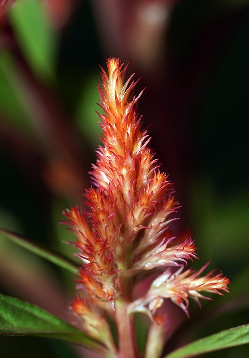 Flor Celosia Flora - Foto gratuita no Pixabay - Pixabay