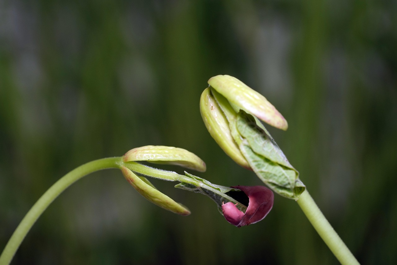 Natureza Flora Botânica - Foto gratuita no Pixabay - Pixabay