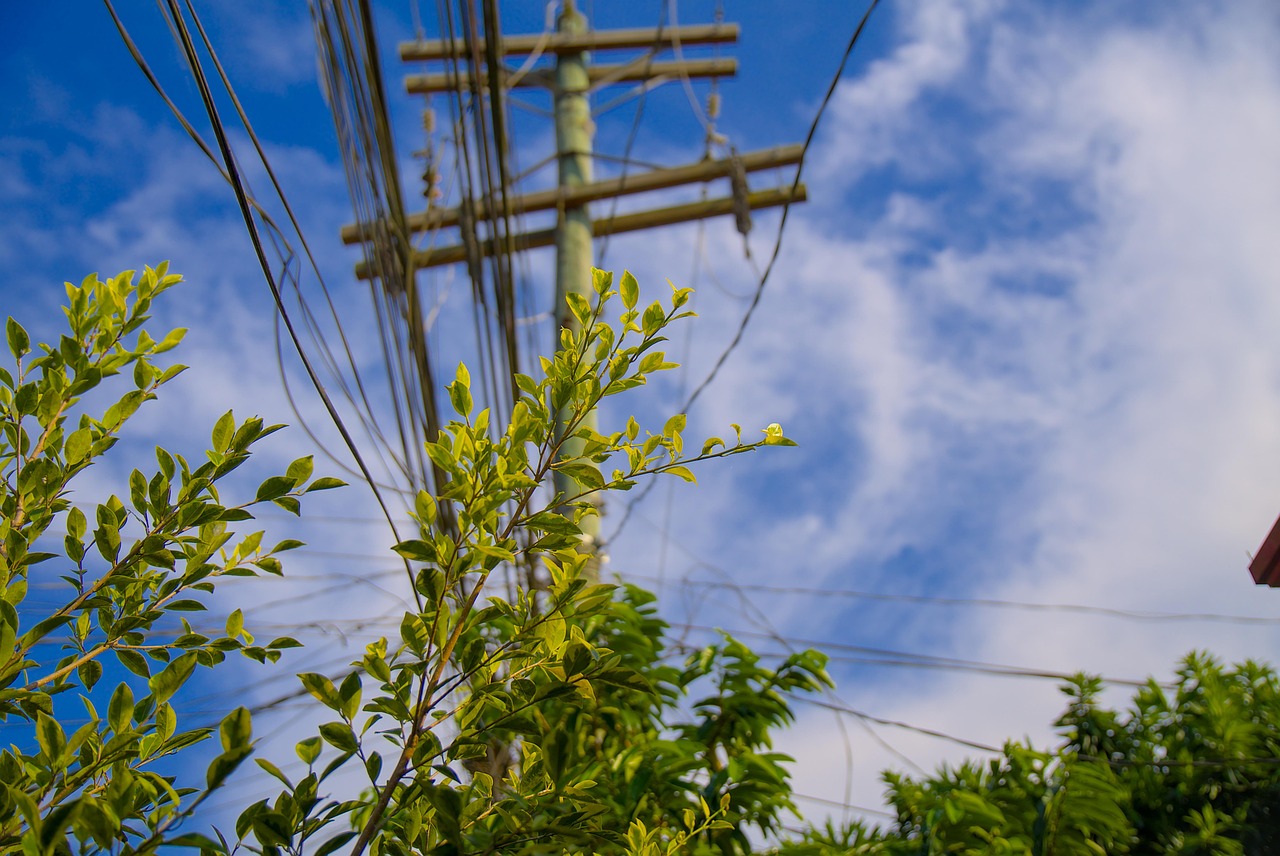 Leaves Power Lines Electricity - Free photo on Pixabay - Pixabay