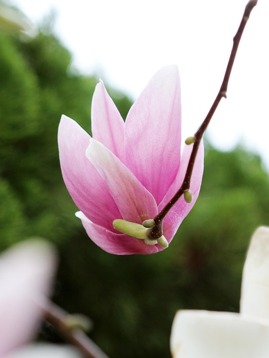 Magnolia Flower Spring - Free photo on Pixabay