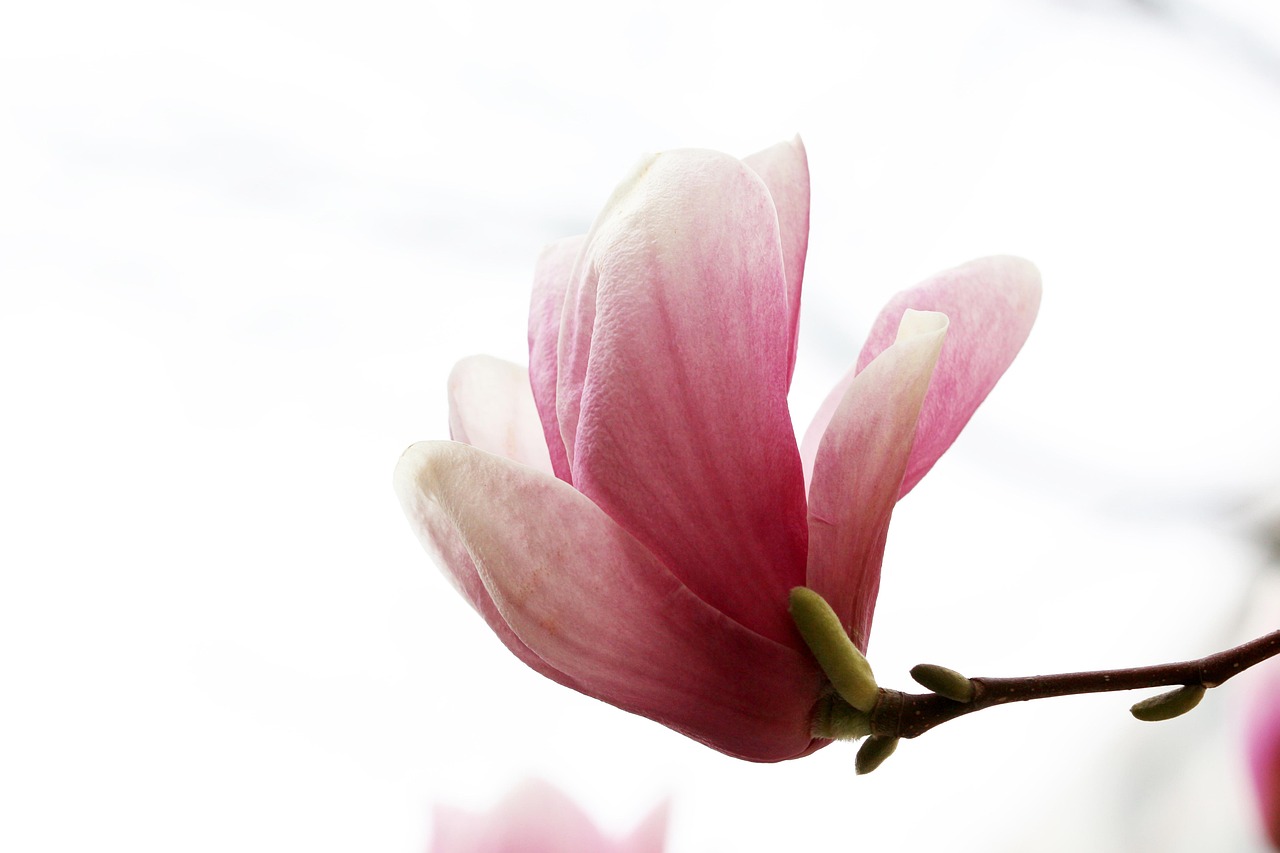 Magnolia Flower Spring - Free photo on Pixabay