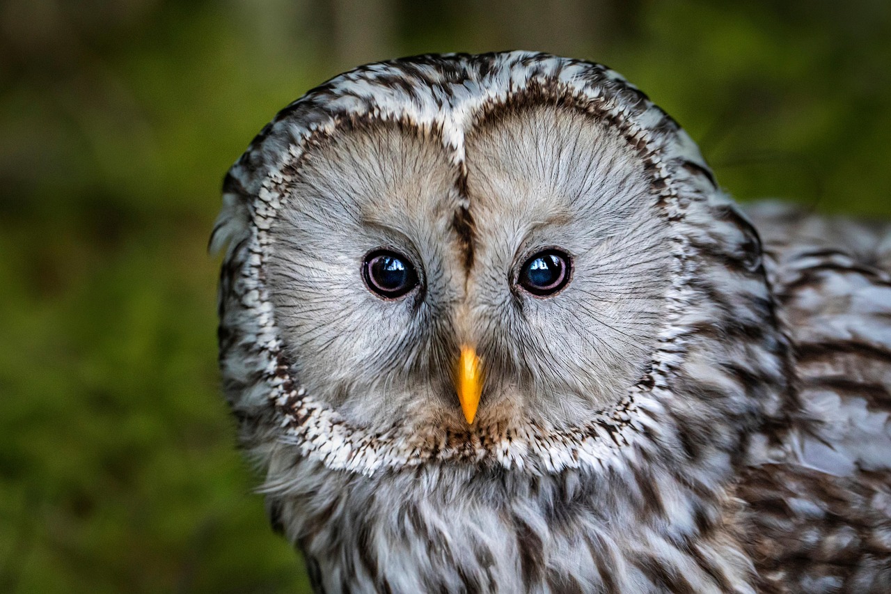 Bird Owl Ornithology - Free photo on Pixabay - Pixabay