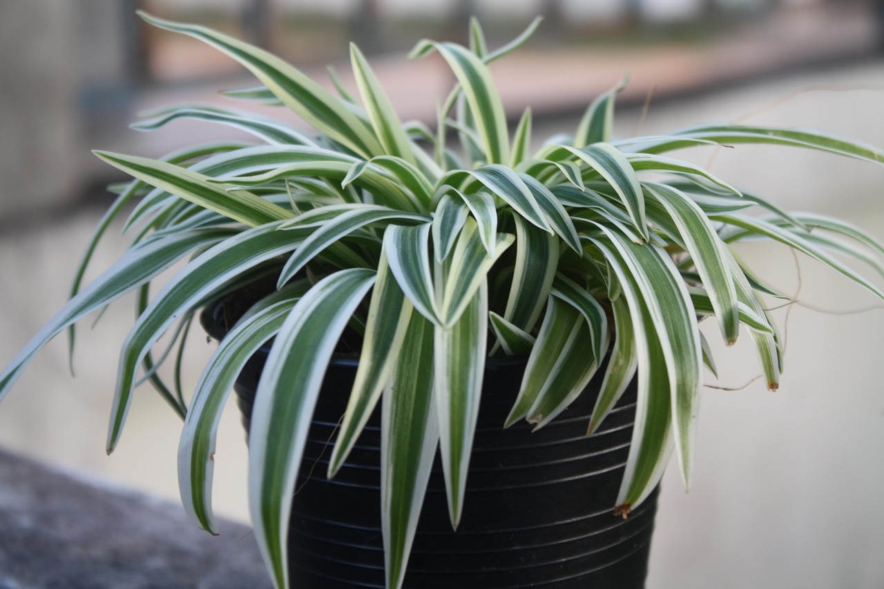 Plantes Botanique Plante - Photo gratuite sur Pixabay - Pixabay