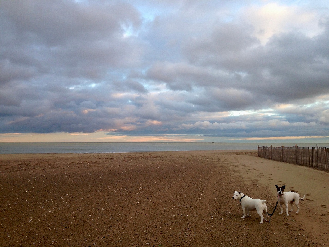 Dogs On Beach Clouds And - Free photo on Pixabay - Pixabay